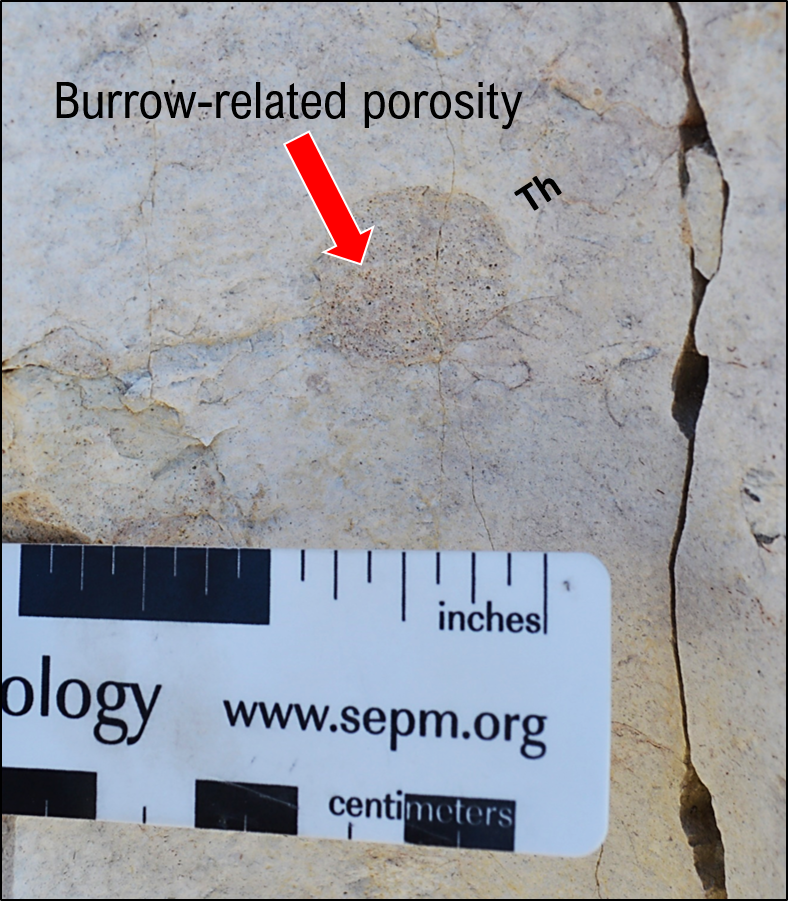 Recent field work on the Buda Limestone