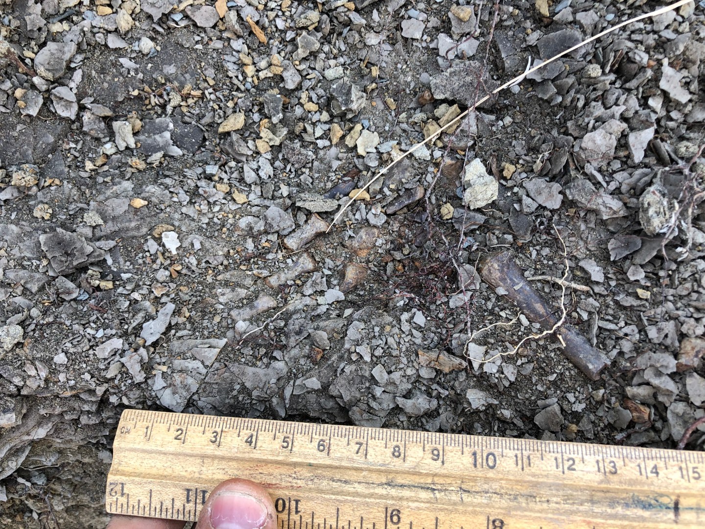 Associated Champsosaur skeleton in Southwest Saskatchewan discovered by ...
