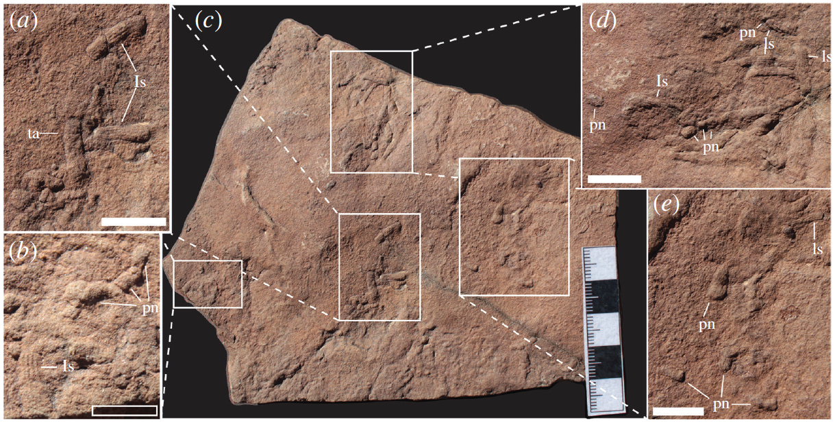 Meet Himatiichnus mangano!