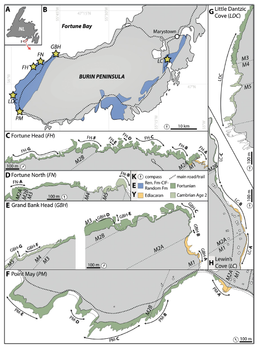 Ichnology of the Ediacaran–Cambrian Chapel Island Formation of ...