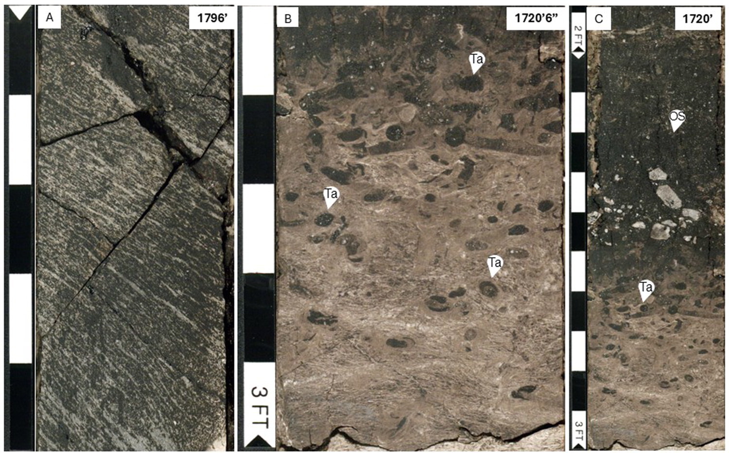 Ichnofabrics and temporal disjunction: Miocene continental trace ...
